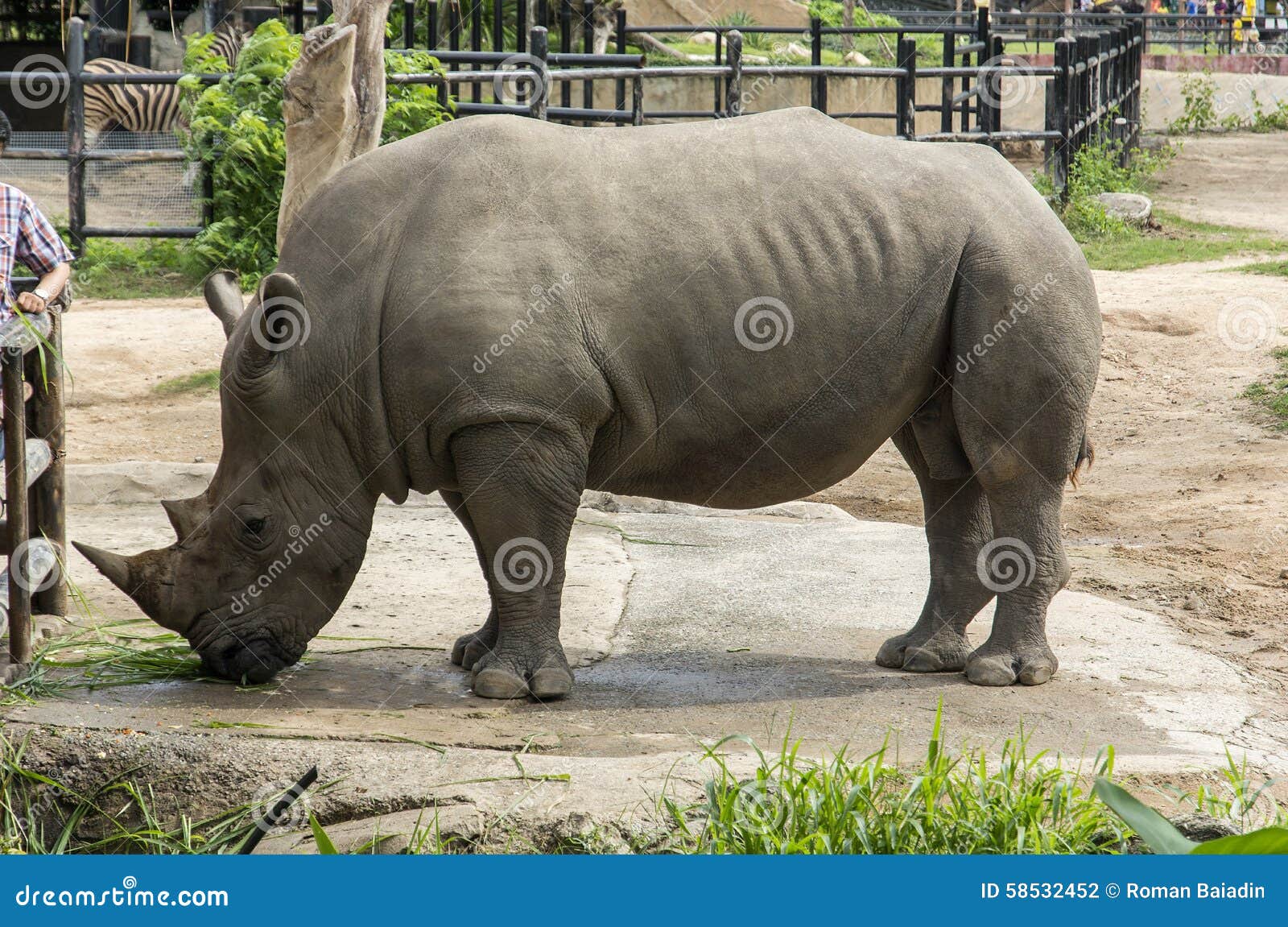 Two horned rhinoceros stock photo. Image of huge, outdoors - 58532452