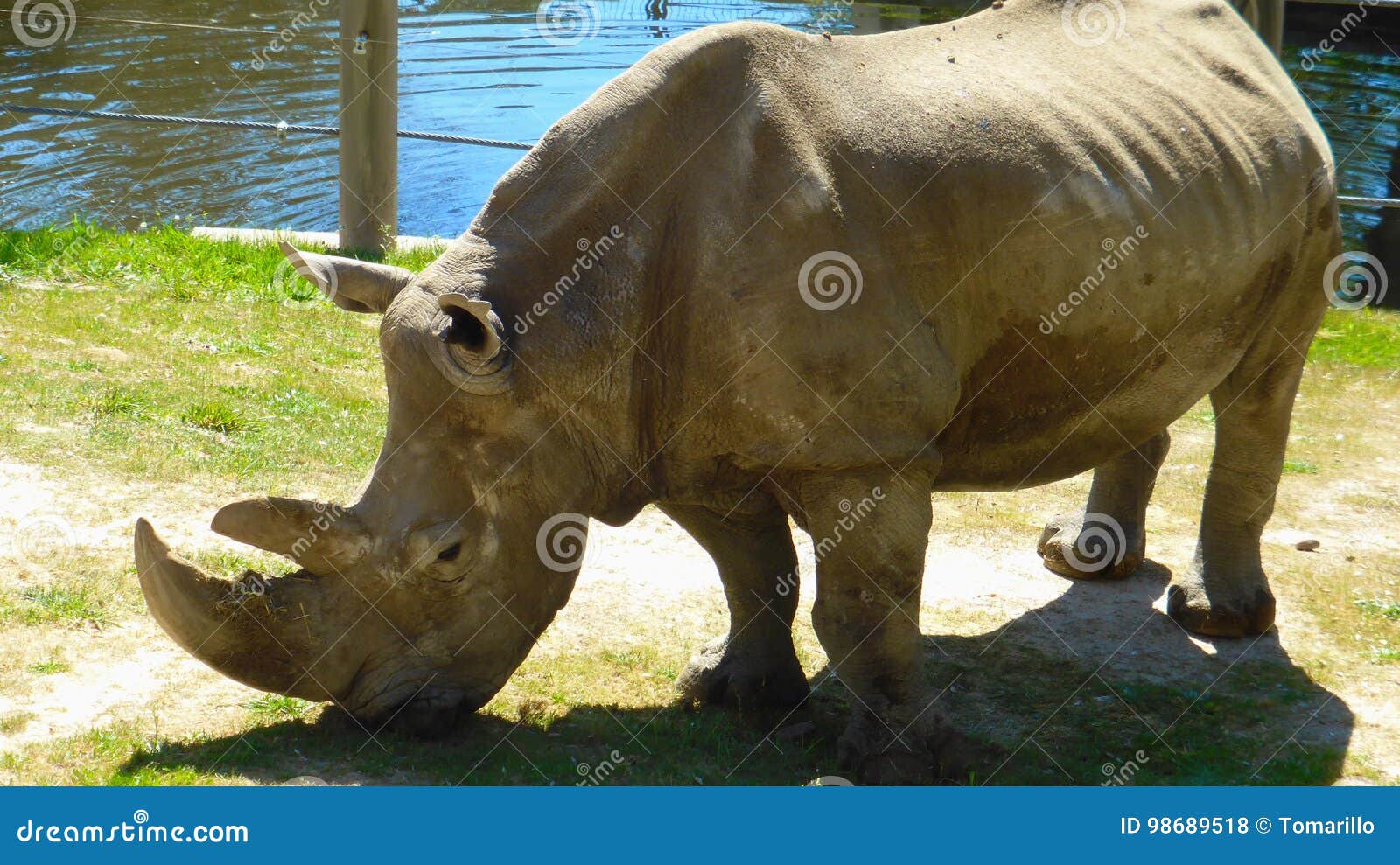 Two-horned Rhinoceros stock photo. Image of green, rhinoceros - 98689518