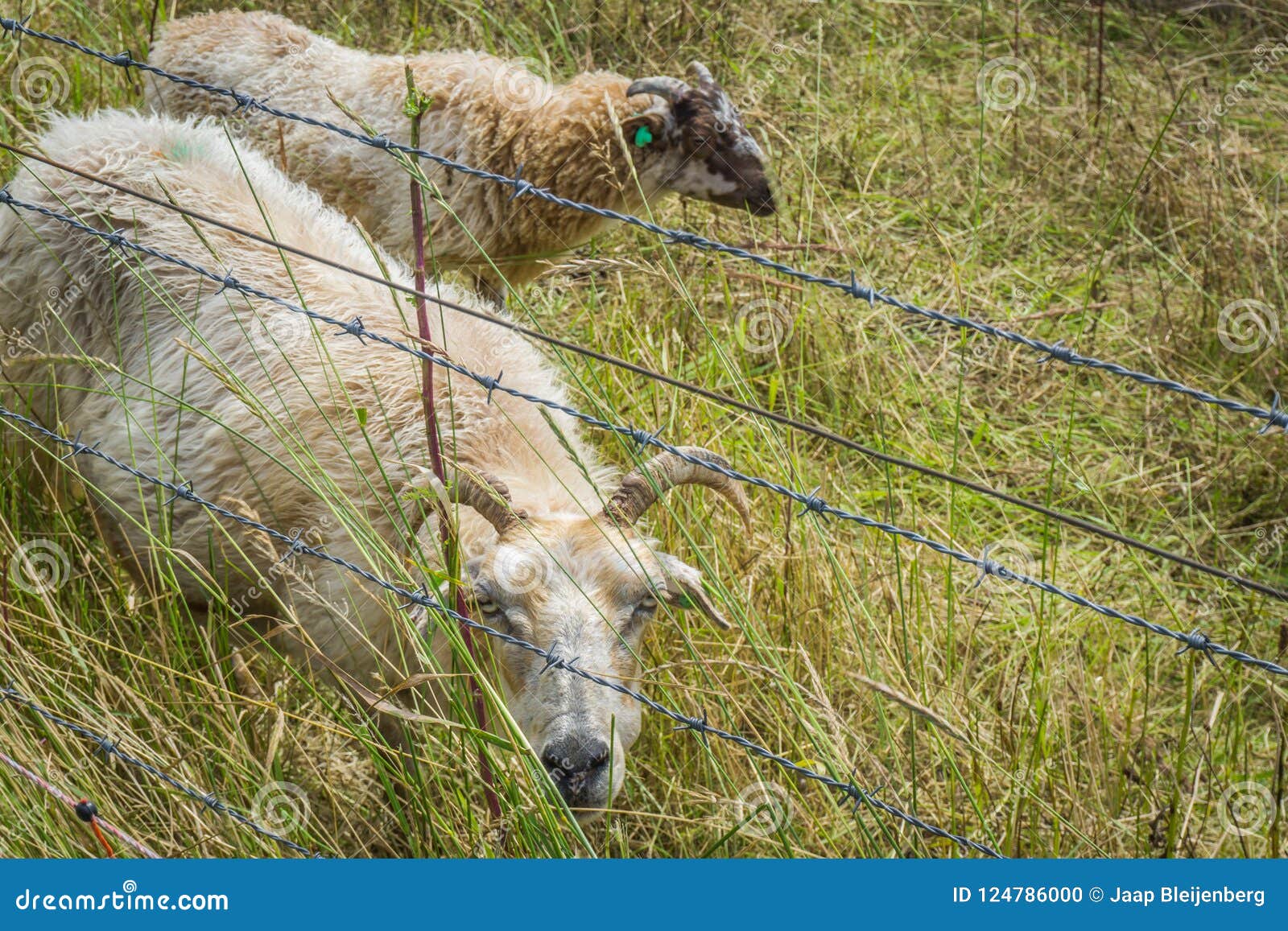 Two Horned Sheep Together in a Pasture Stock Photo - Image of female ...