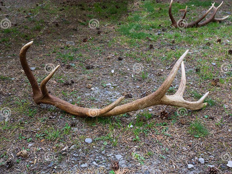 Two Horns of Deer on the Ground of the Forest Stock Image - Image of ...
