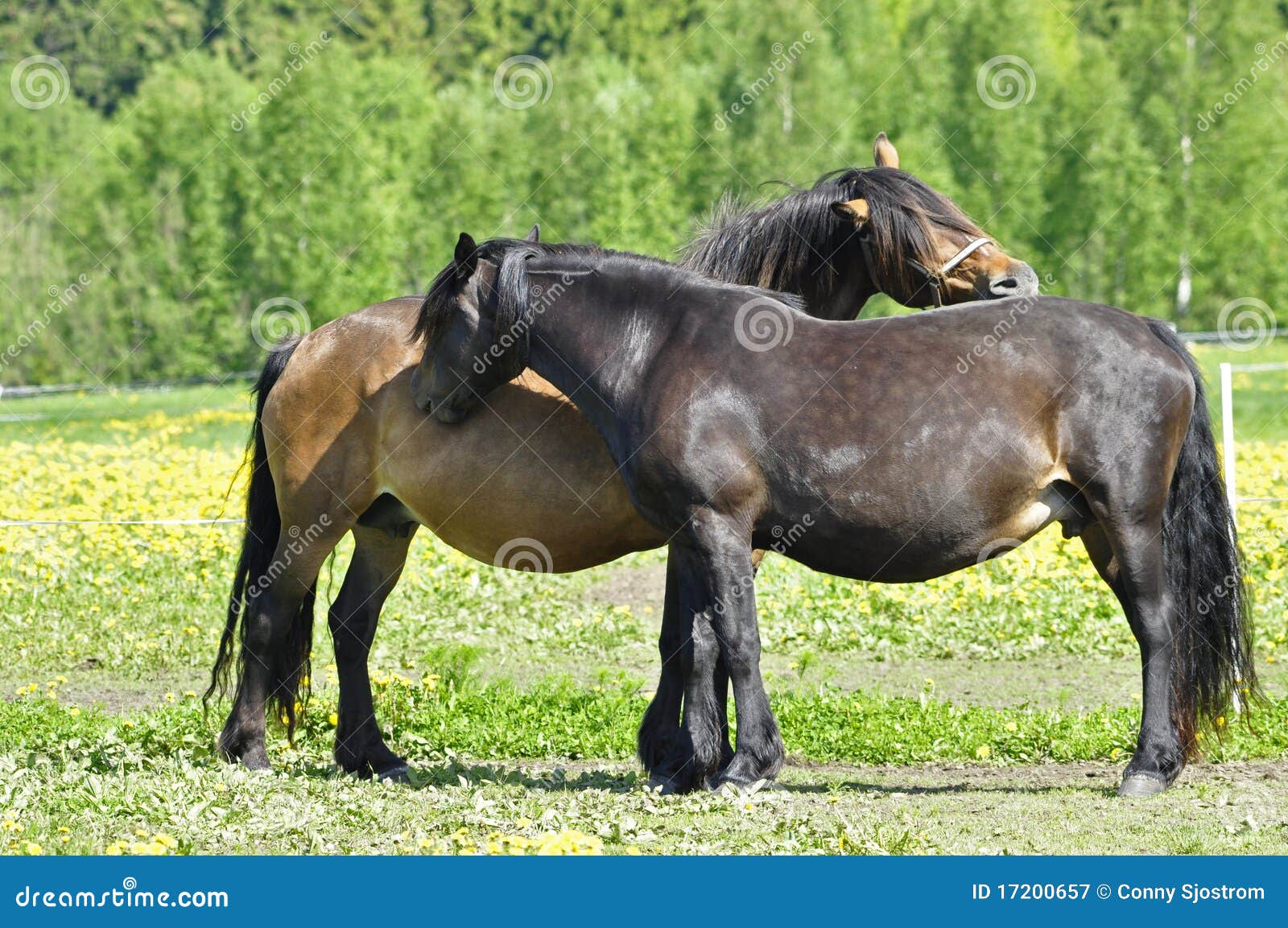 Two horse stock image. Image of natural, field, head - 17200657