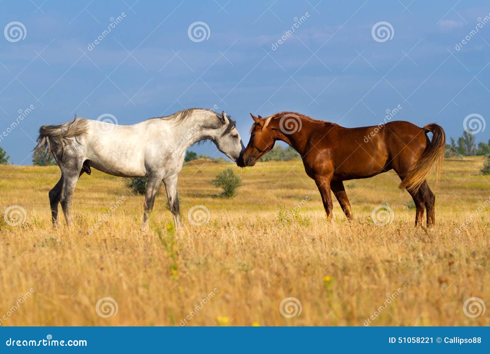 Two horse coupling stock image. Image of beast, mare - 51058221