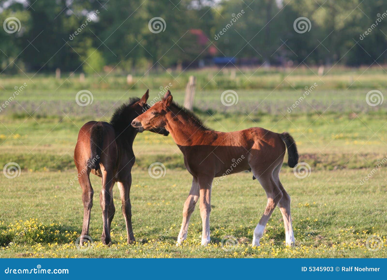 Two horse foals in field stock image. Image of foals, adorable - 5345903