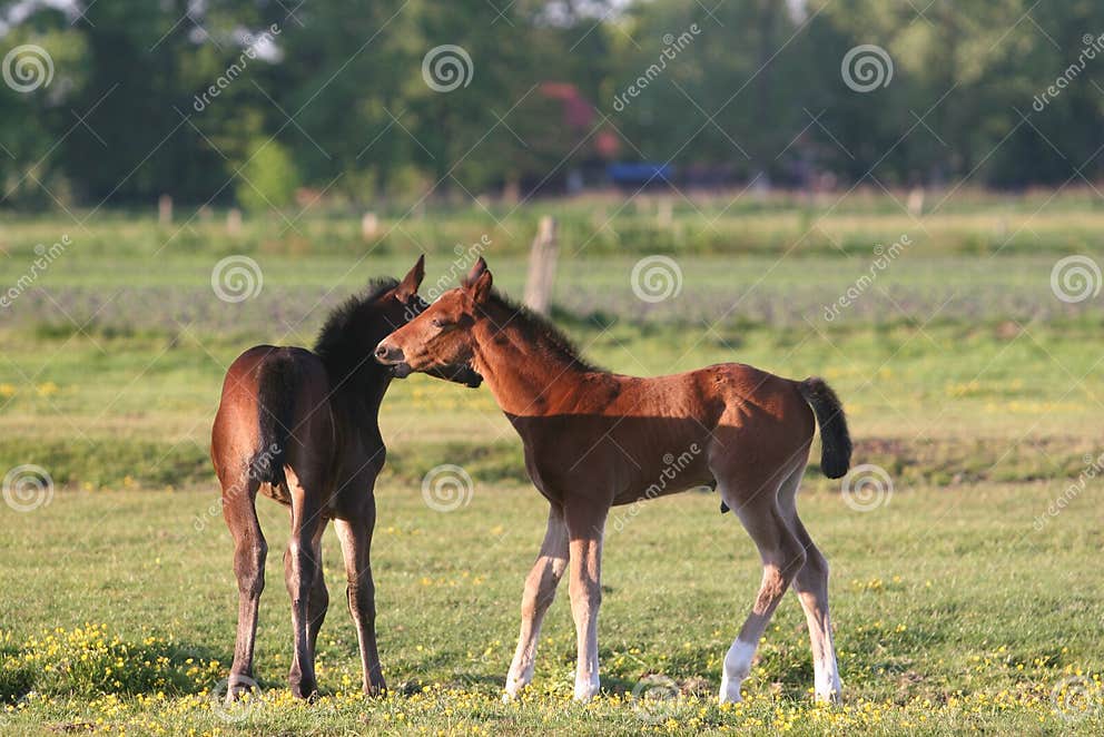 Two horse foals in field stock image. Image of foals, adorable - 5345903