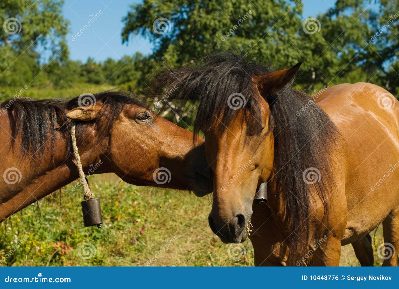 Two horse heads stock photo. Image of mane, beautiful - 10448776