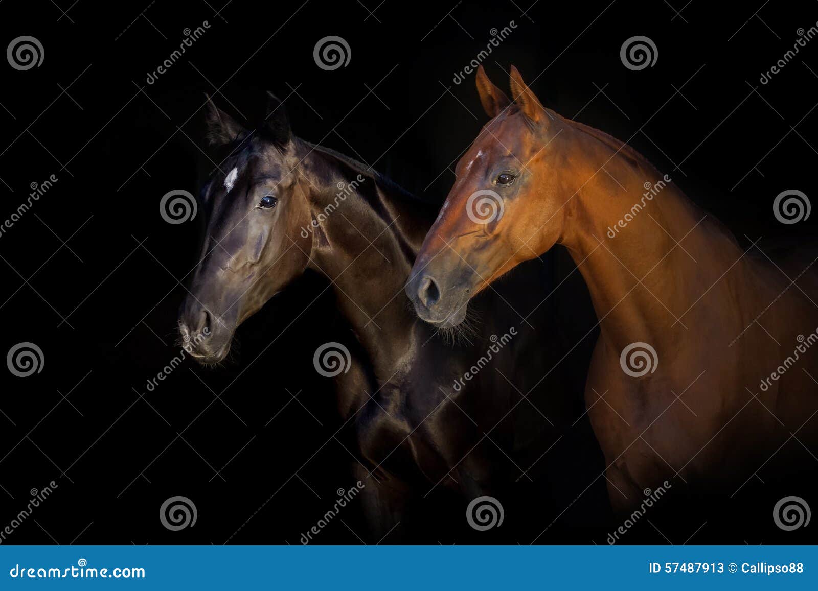 Two Horse Portrait on Black Background Stock Image - Image of animals ...