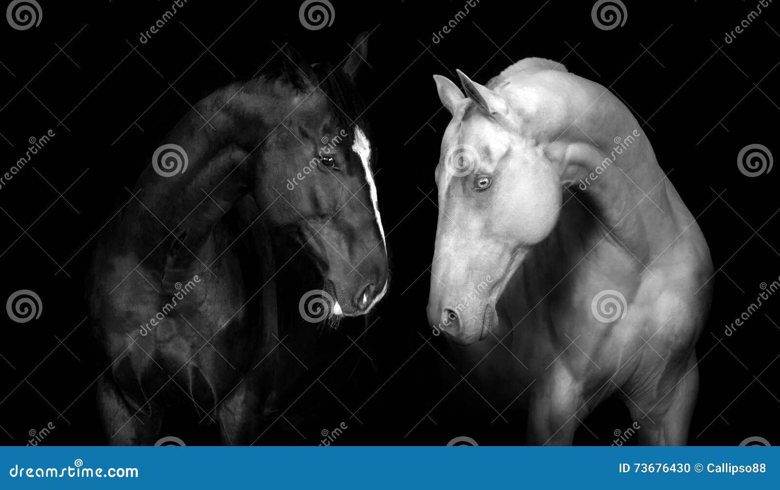 Two horse portrait stock photo. Image of group, front - 73676430
