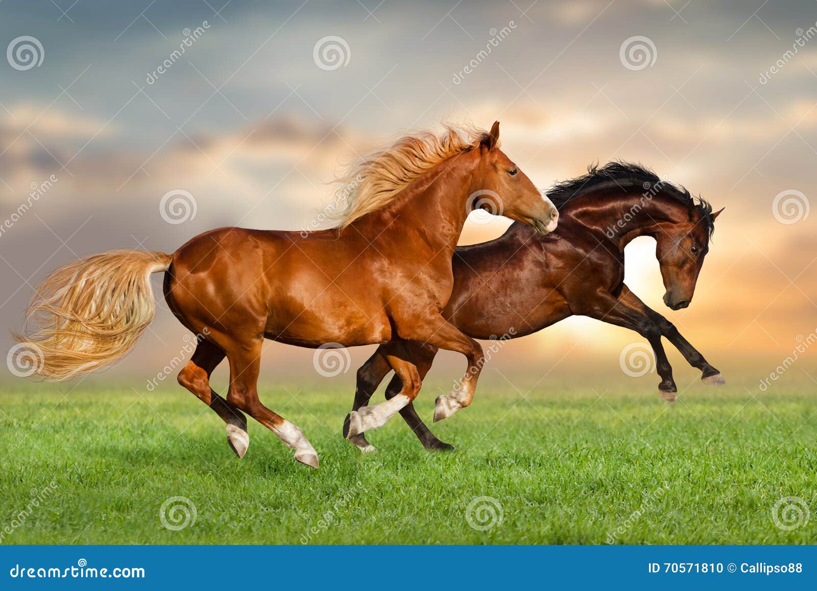 Two horse run stock photo. Image of outside, pasture - 70571810