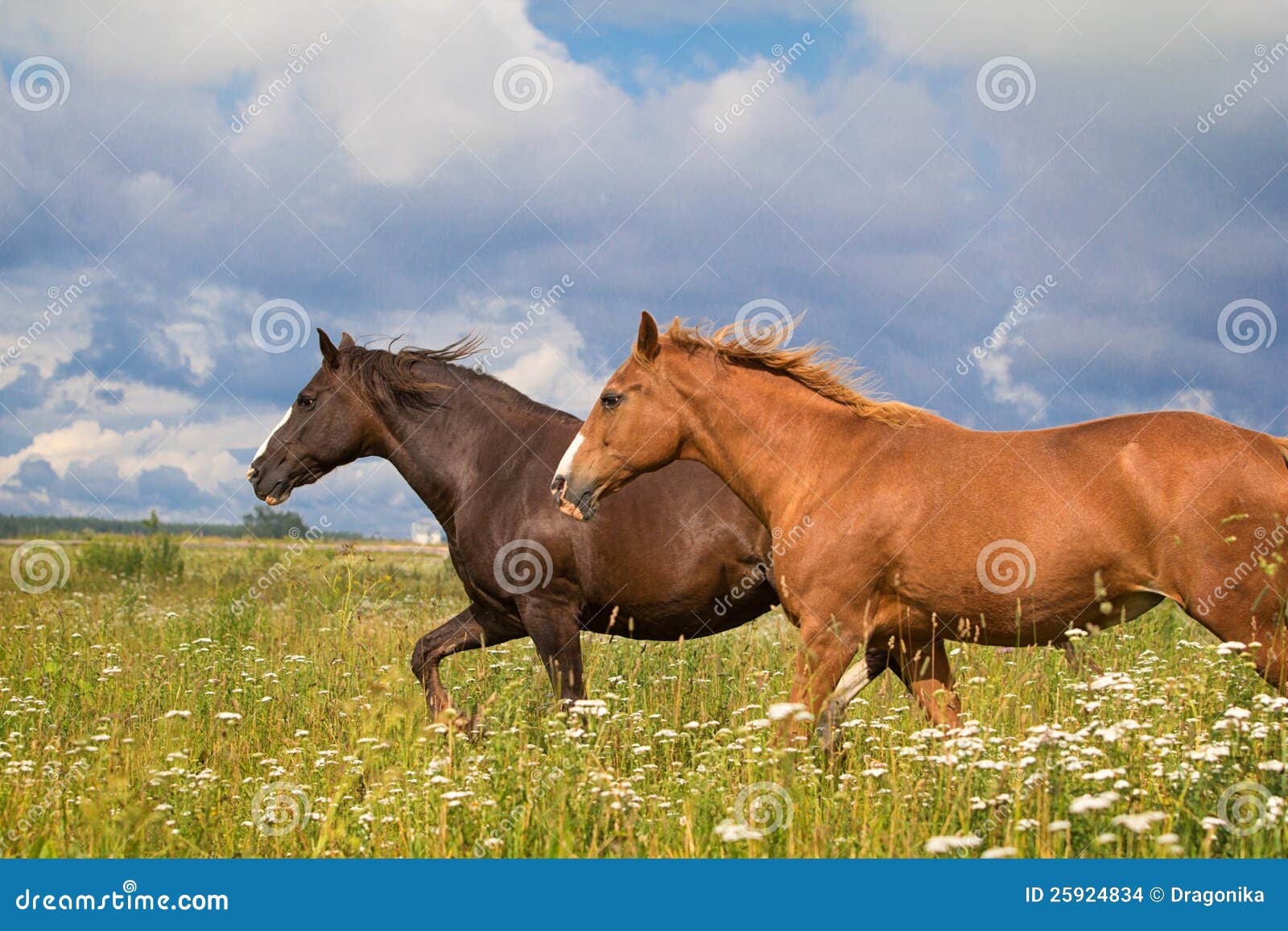 Two horse running stock photo. Image of nature, stallion - 25924834