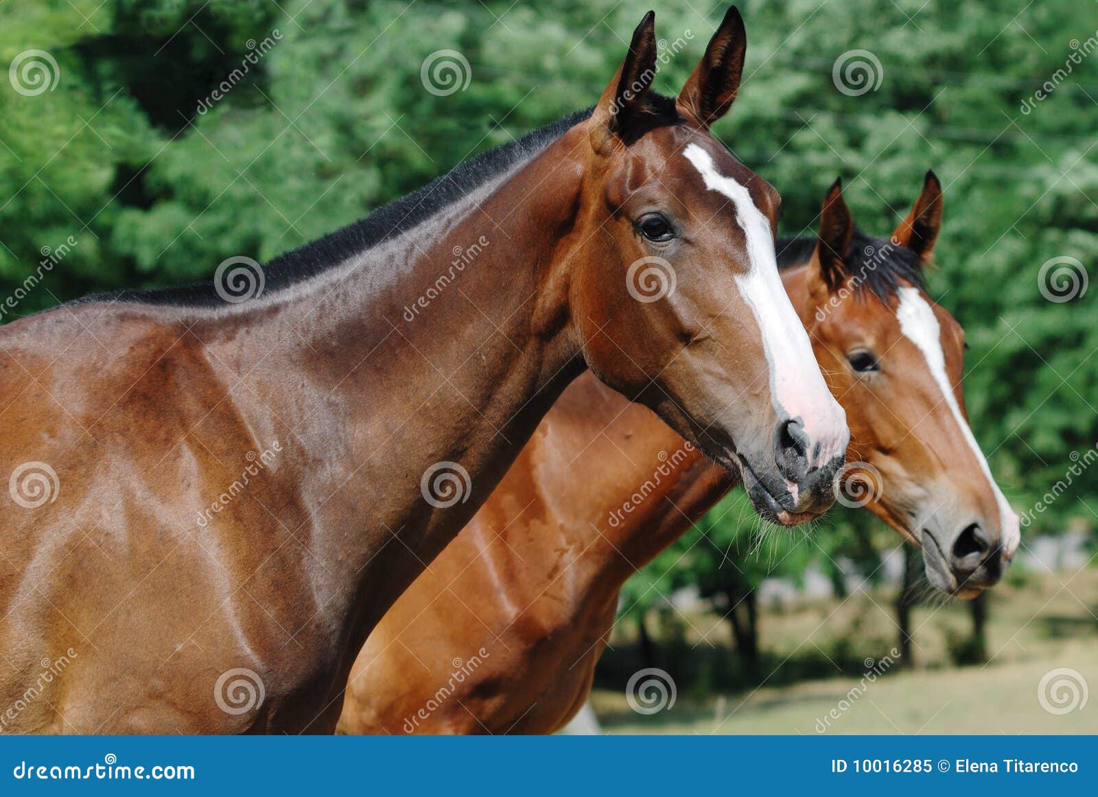 Two horses stock image. Image of sport, mare, grassland - 10016285