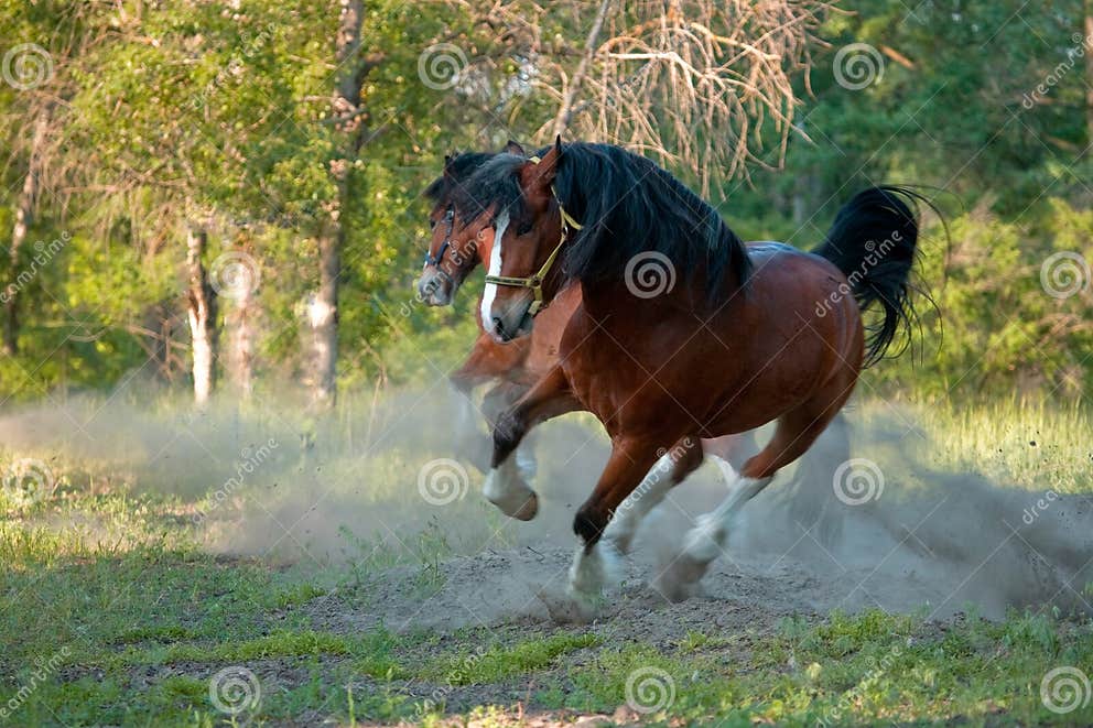 Two horses stock image. Image of horizontal, horses, animal - 10107261