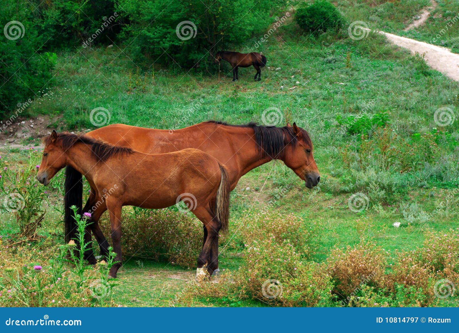 Two horses stock image. Image of horizontal, full, horses - 10814797