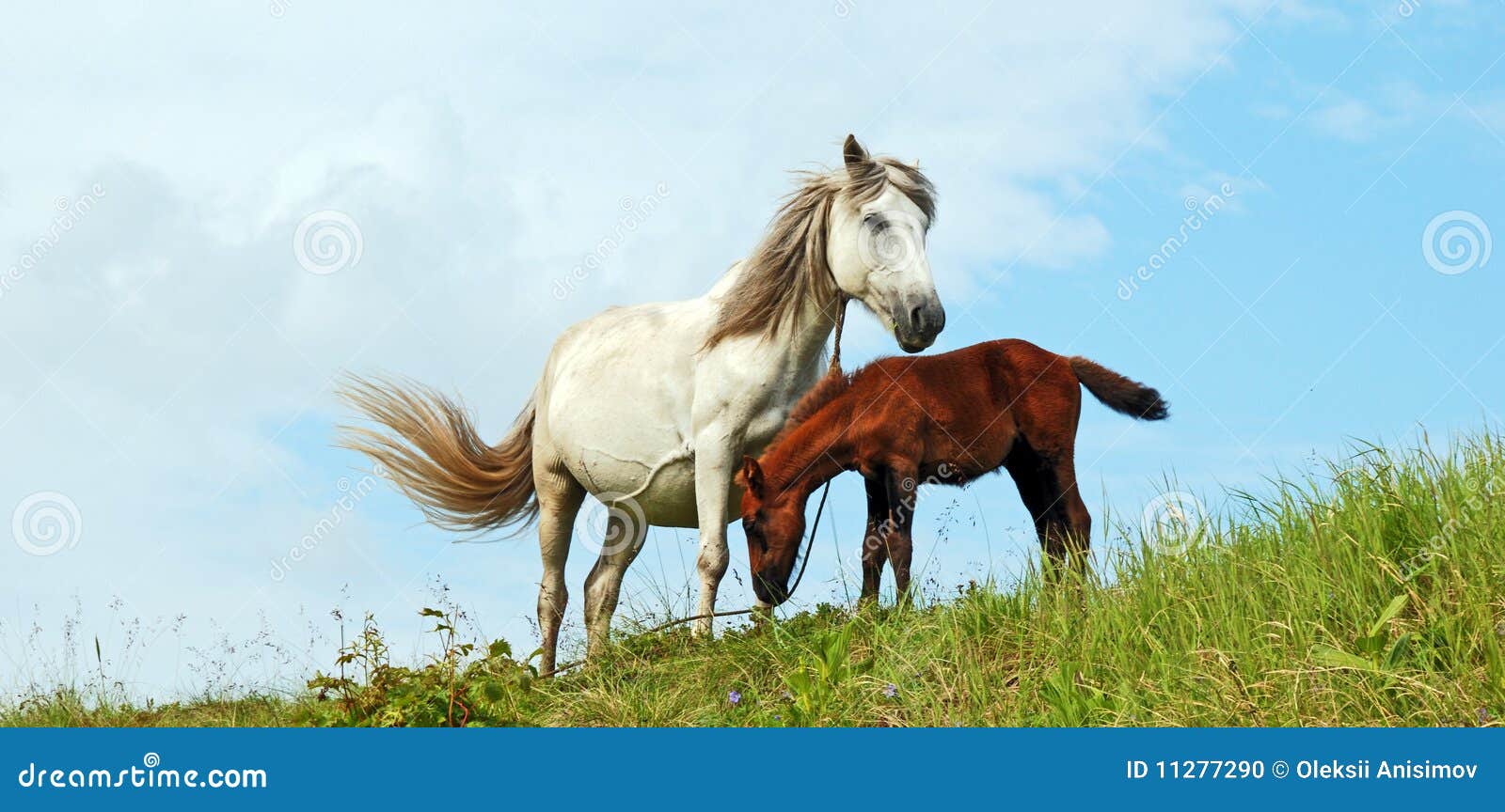 Two horses stock photo. Image of farm, babyhorse, family - 11277290
