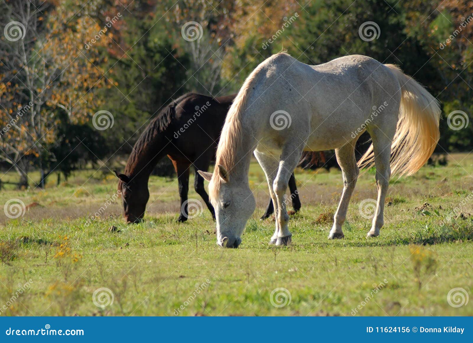 Two horses stock photo. Image of animal, green, mare - 11624156