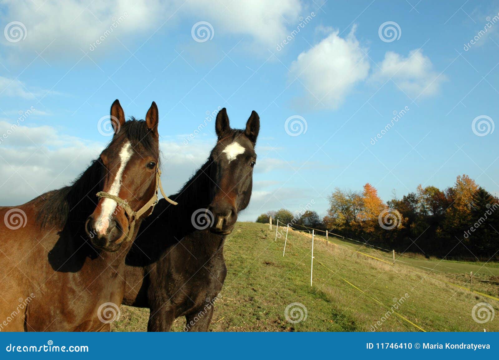 Two horses. stock photo. Image of grass, animals, fields - 11746410