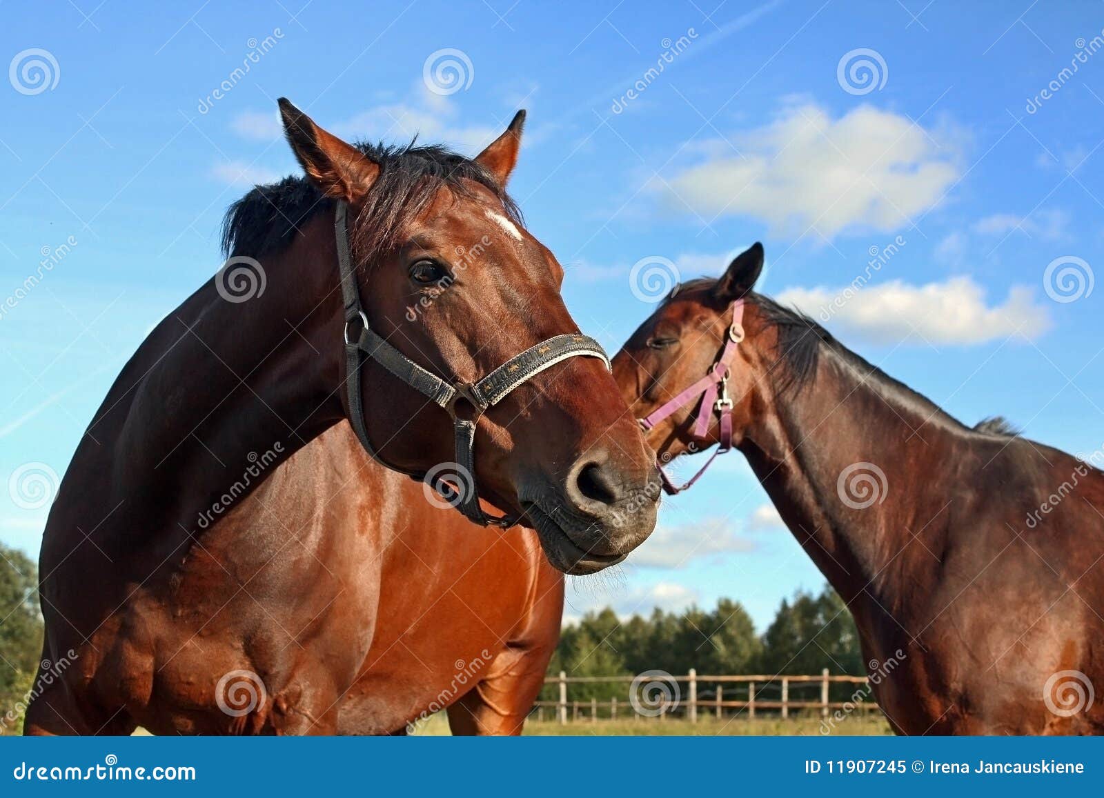 Two horses stock image. Image of activities, harness - 11907245