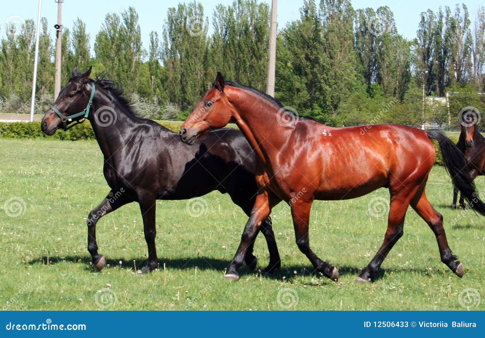 Two horses stock image. Image of pair, trot, liberty - 12506433