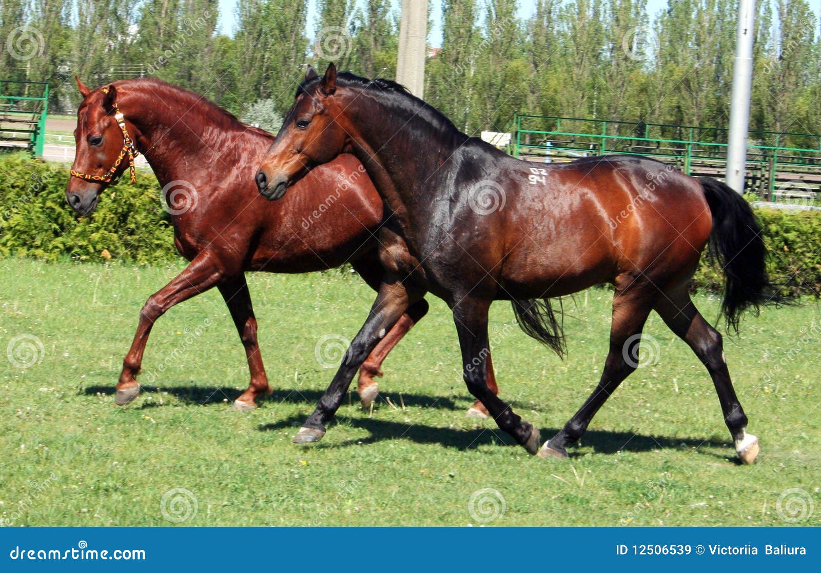 Two horses stock image. Image of carroty, beautiful, noble - 12506539