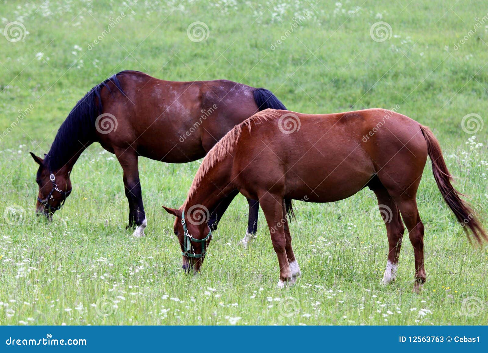 Two horses stock image. Image of pasture, peaceful, field - 12563763