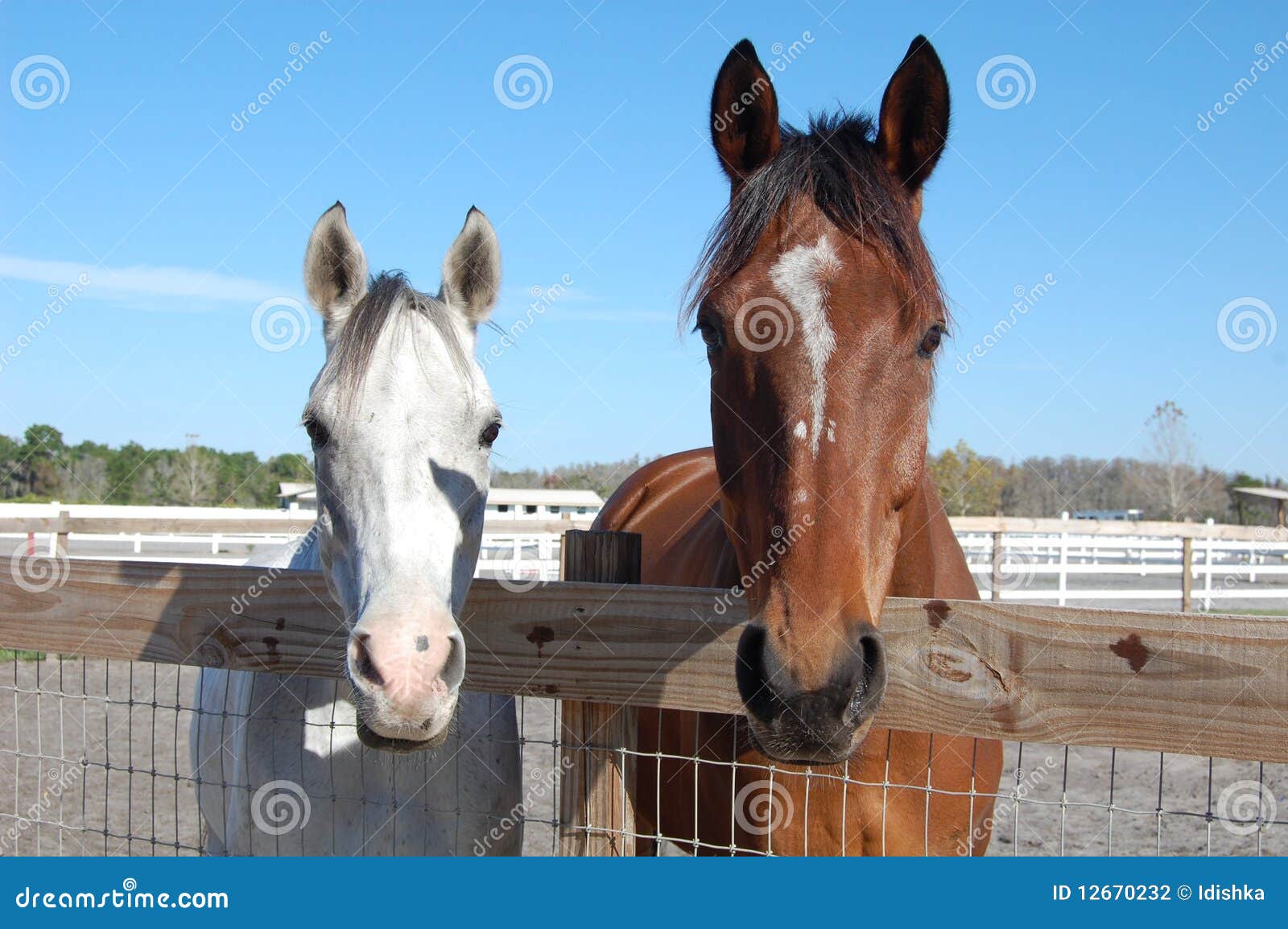 Two horses stock photo. Image of brown, friends, small - 12670232