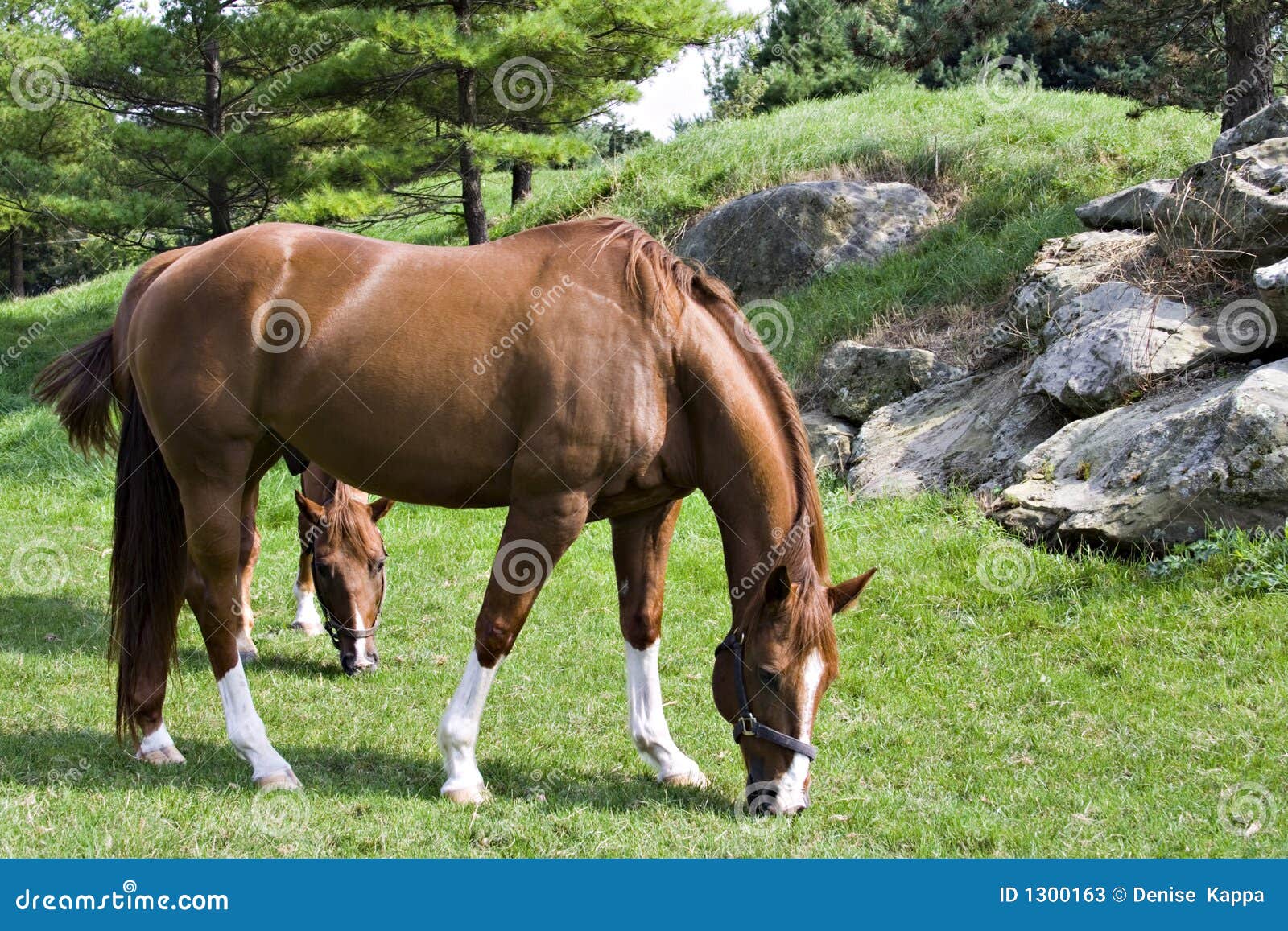 Two Horses Picture. Image: 1300163