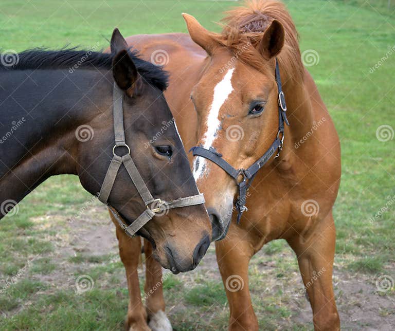 Two horses stock image. Image of pair, portrait, country - 14341519