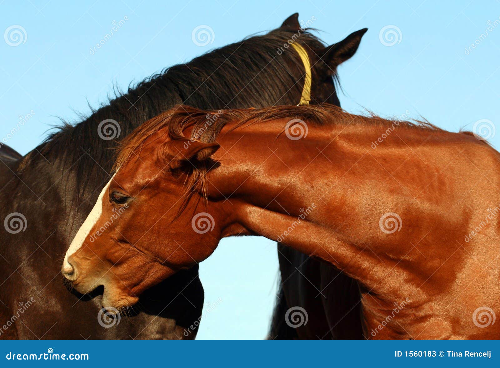 Two Horses stock image. Image of portrait, couple, mare - 1560183
