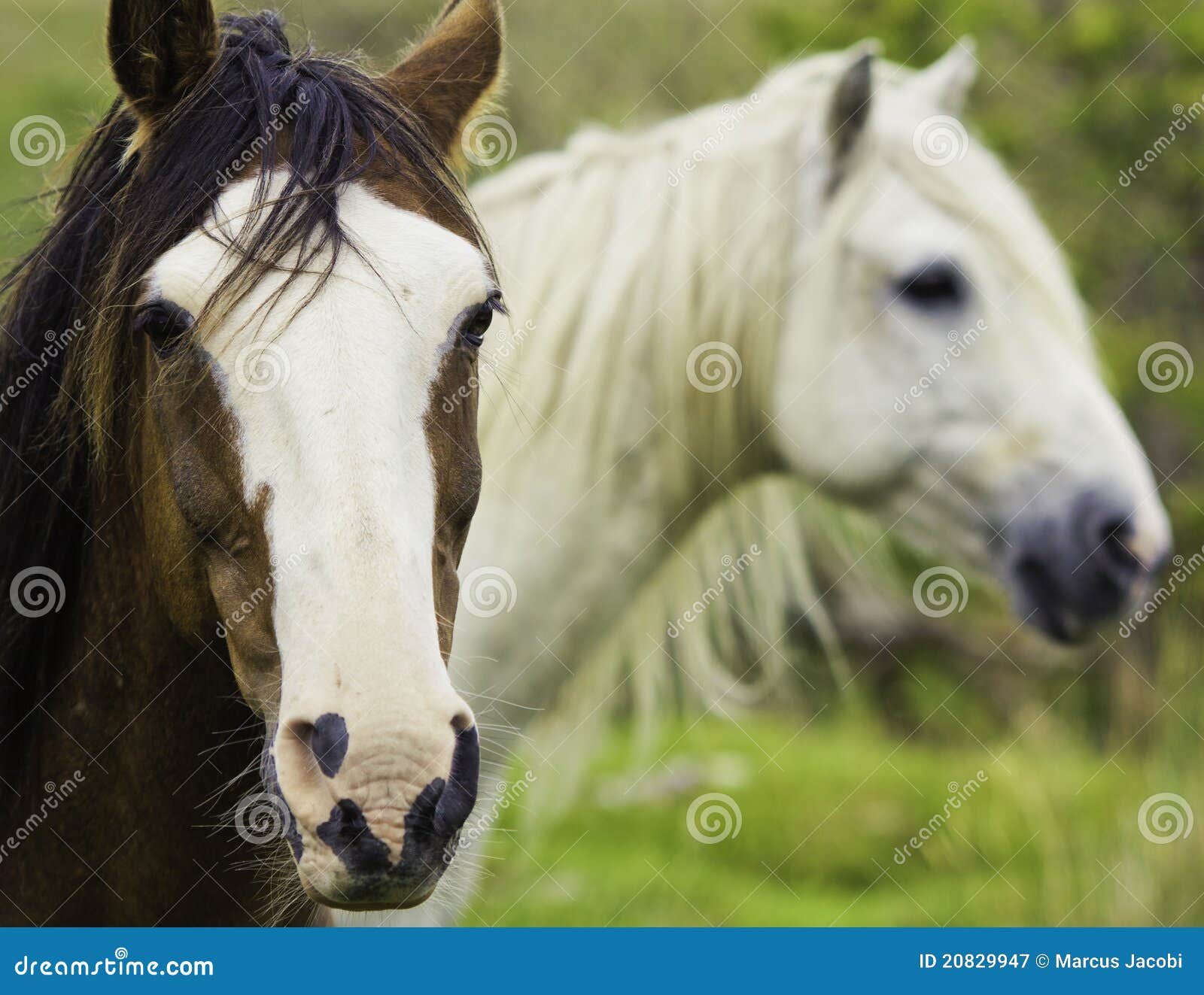 Two horses stock image. Image of pferd, irland, horseback - 20829947