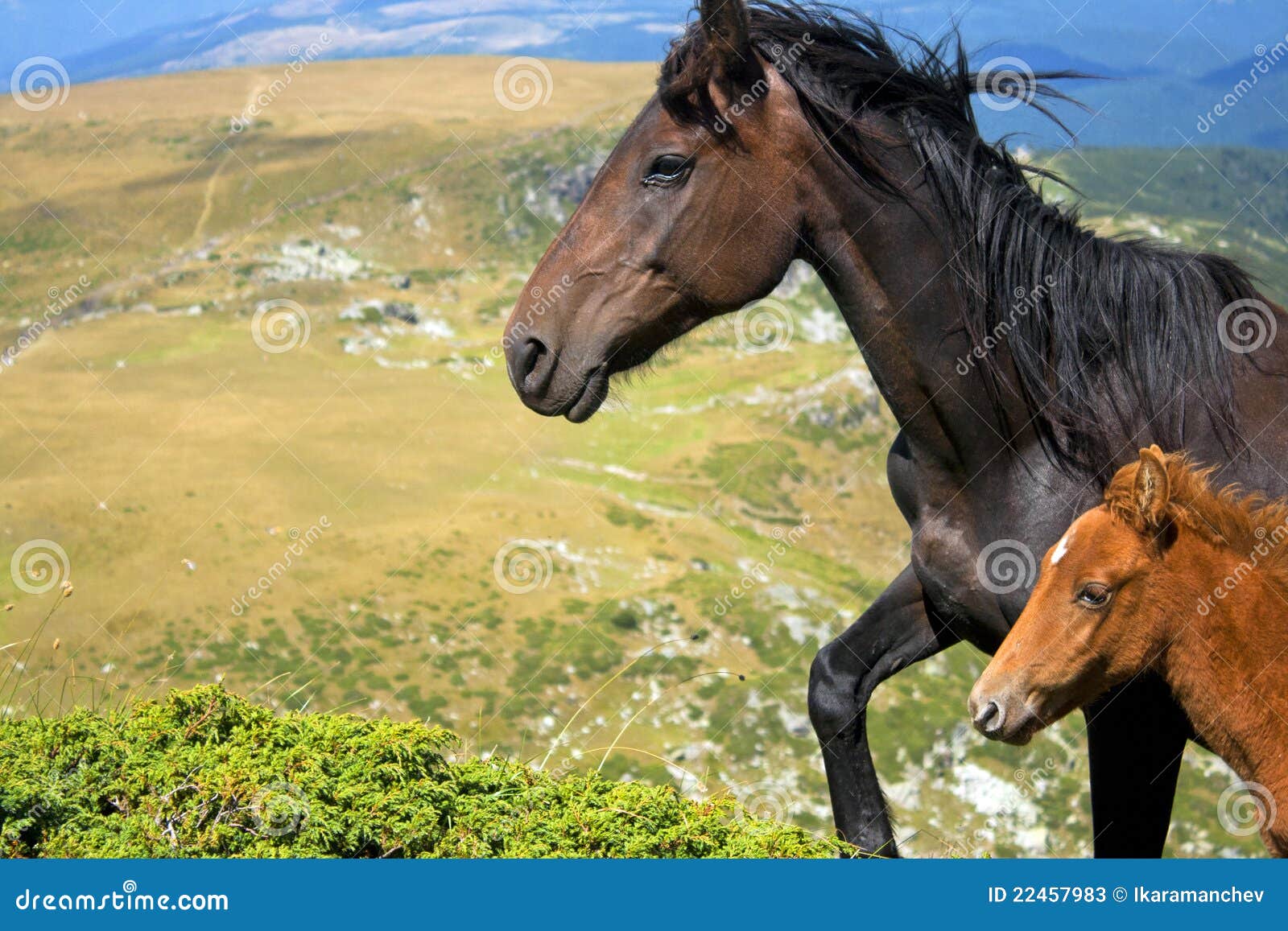 Two horses stock image. Image of livestock, hoof, filly - 22457983