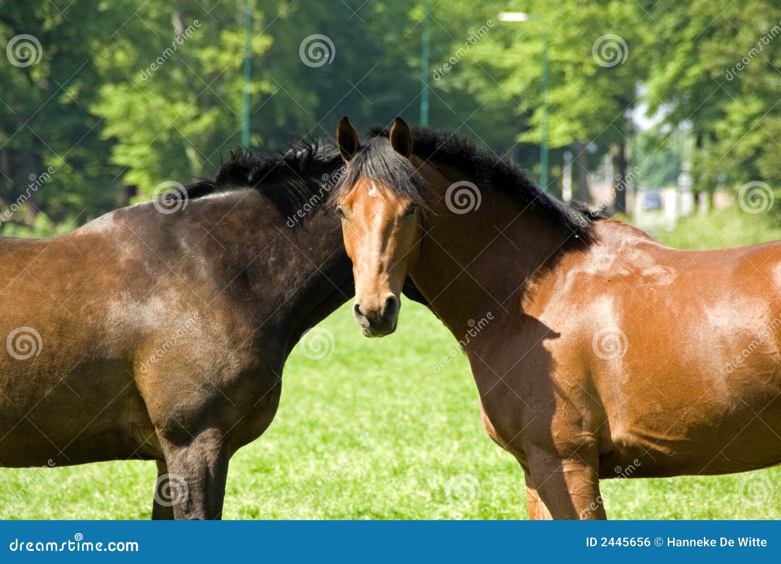 Two Horses stock photo. Image of field, animal, country - 2445656
