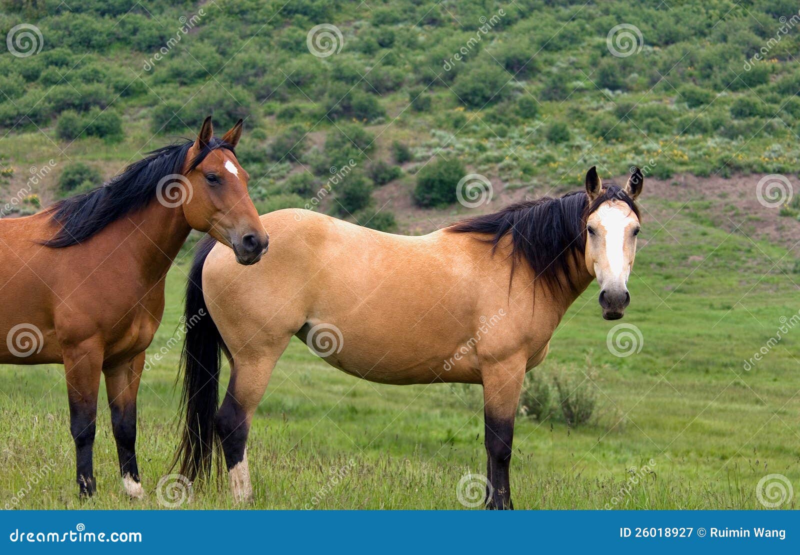 Two Horses stock image. Image of pasture, grass, horse - 26018927