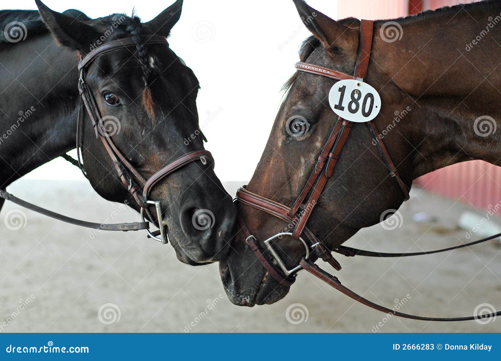Two Horses stock image. Image of animal, equestrian, event - 2666283