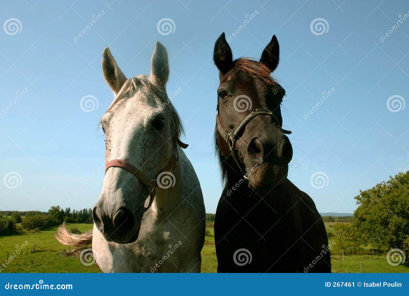 Two horses stock image. Image of brown, pony, landscape - 267461