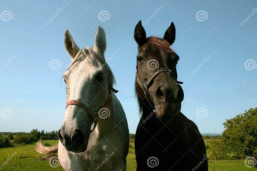 Two horses stock image. Image of brown, pony, landscape - 267461
