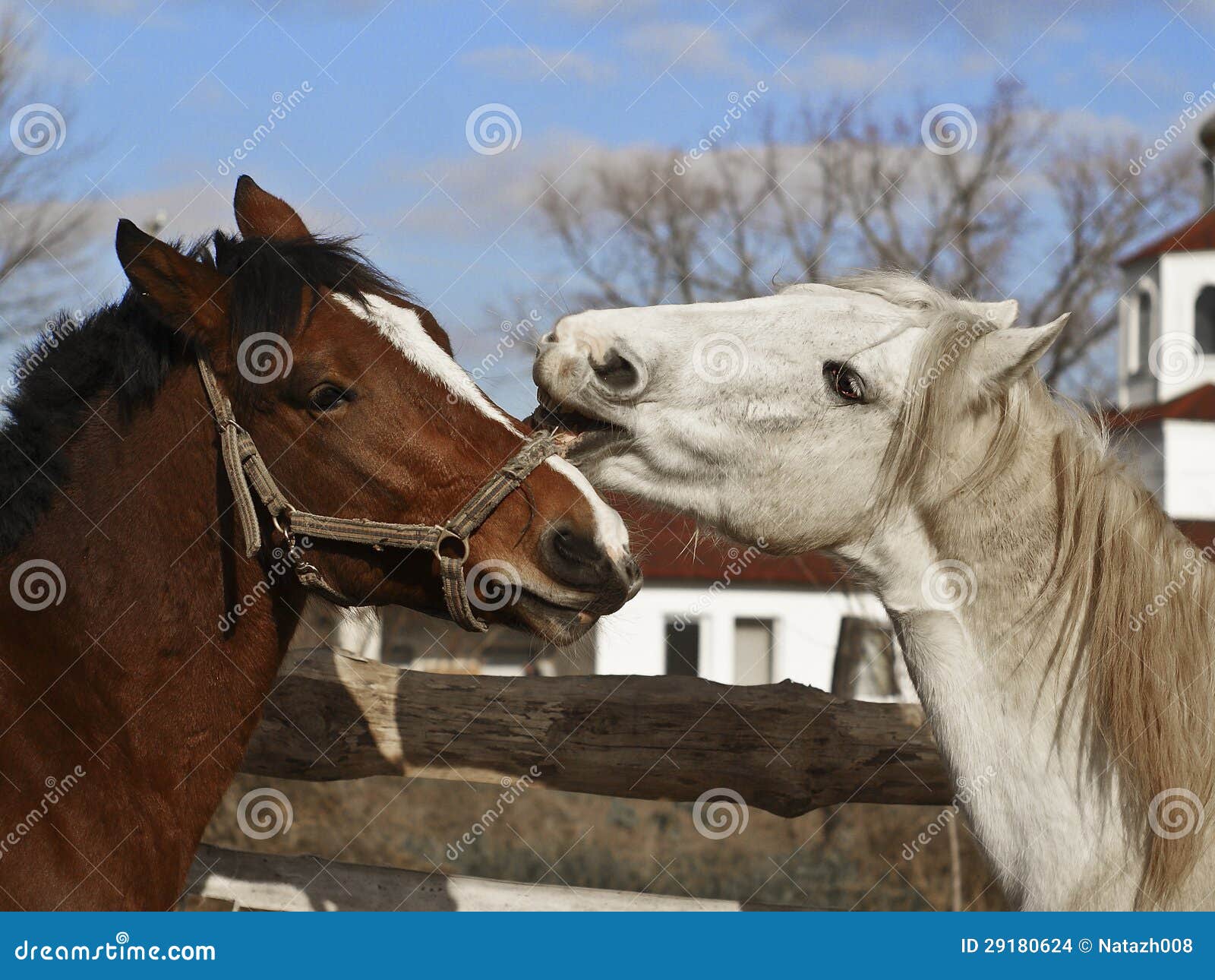 Two horses stock photo. Image of game, kind, outdoors - 29180624