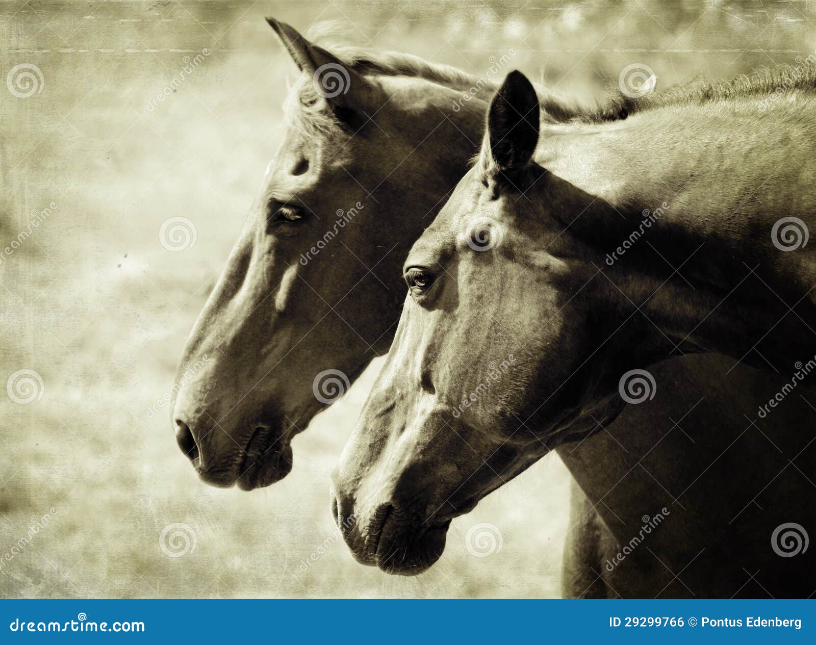 Two horses stock photo. Image of friendship, love, friend - 29299766