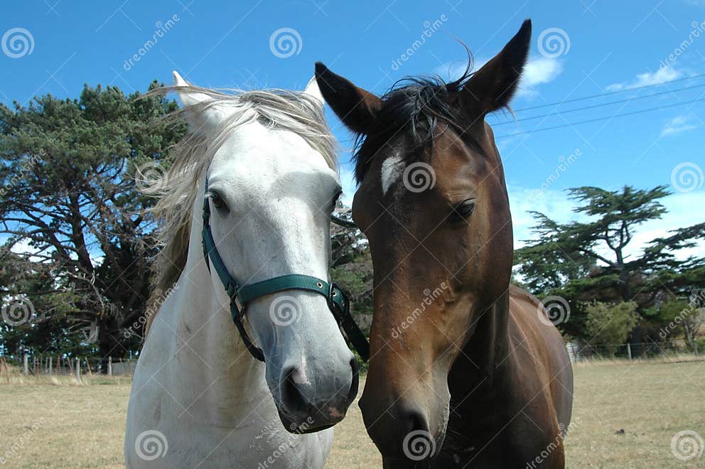 Two Horses stock image. Image of horses, nature, posing - 4431193