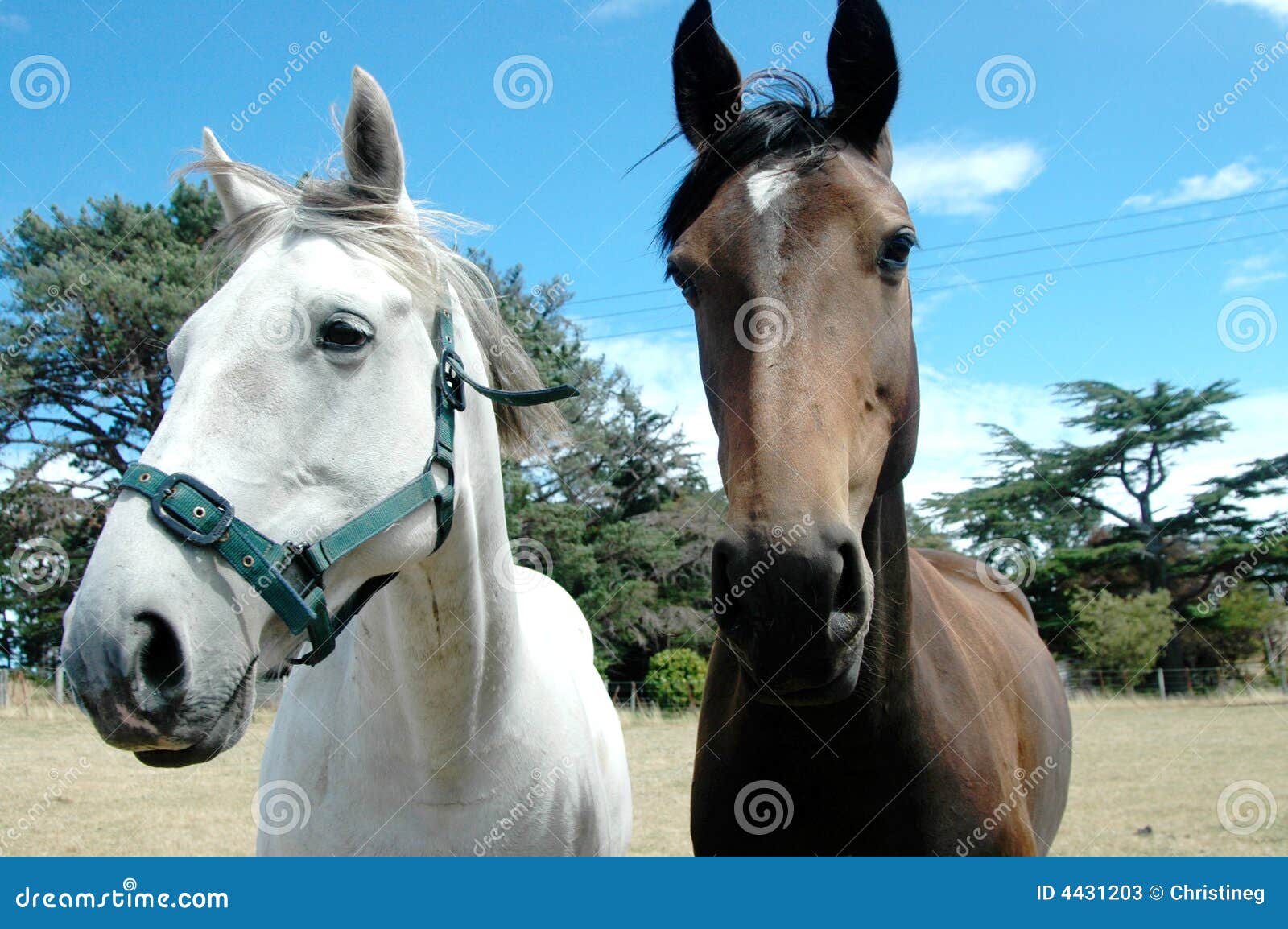 Two Horses stock image. Image of field, farm, horses, faces - 4431203