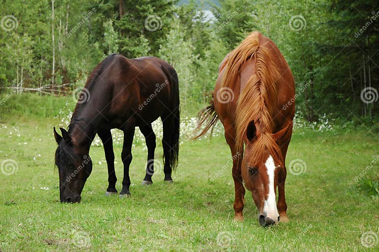 Two horses stock photo. Image of trees, black, farm, animals - 547214