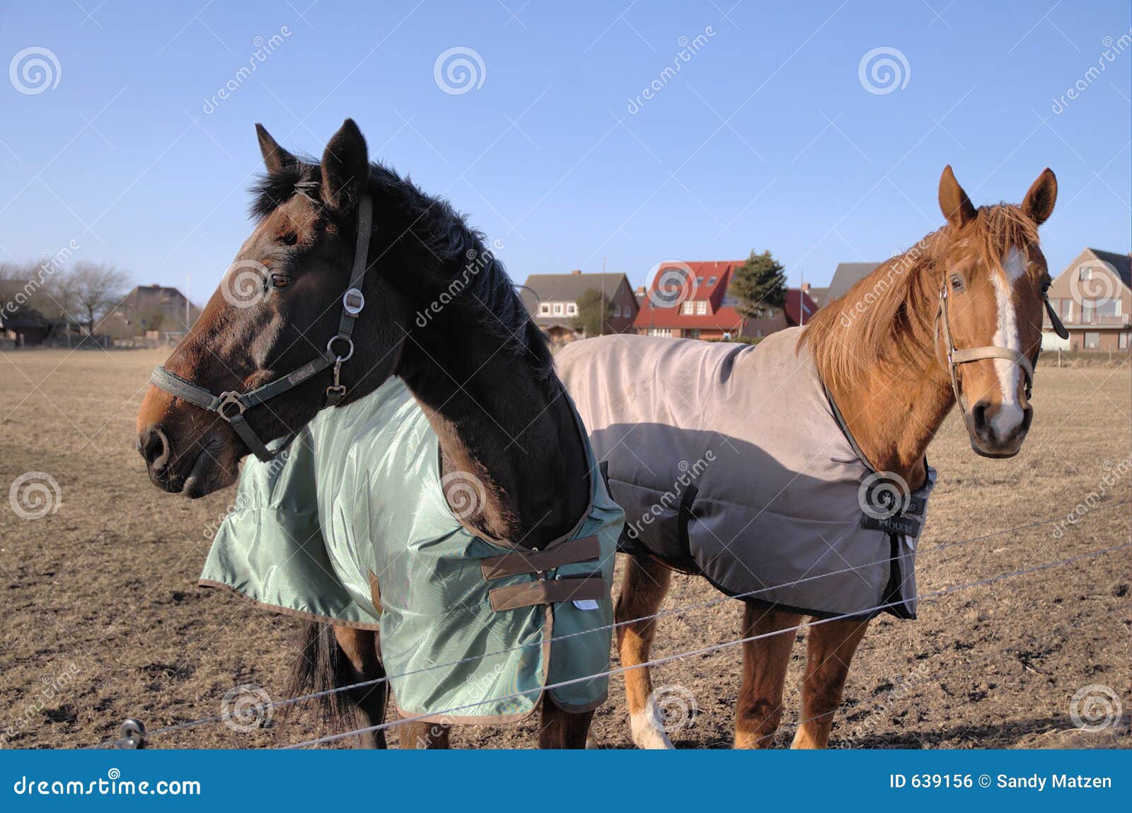 Two horses stock photo. Image of animals, beauty, country - 639156