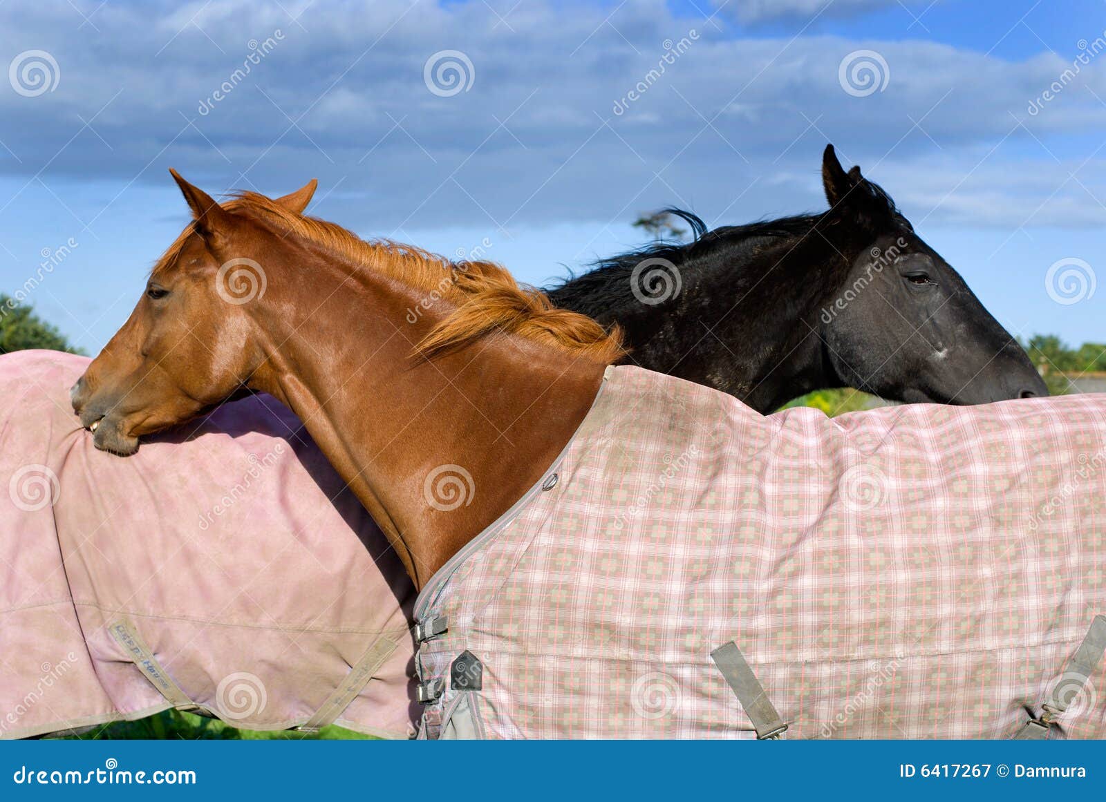 Two horses stock image. Image of pasture, country, nature - 6417267
