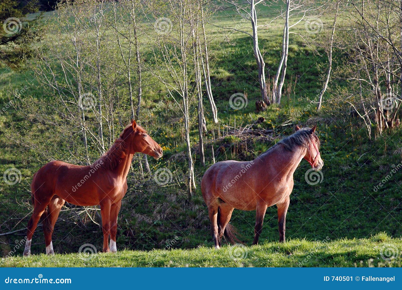 Two horses stock image. Image of agricultural, beautiful - 740501