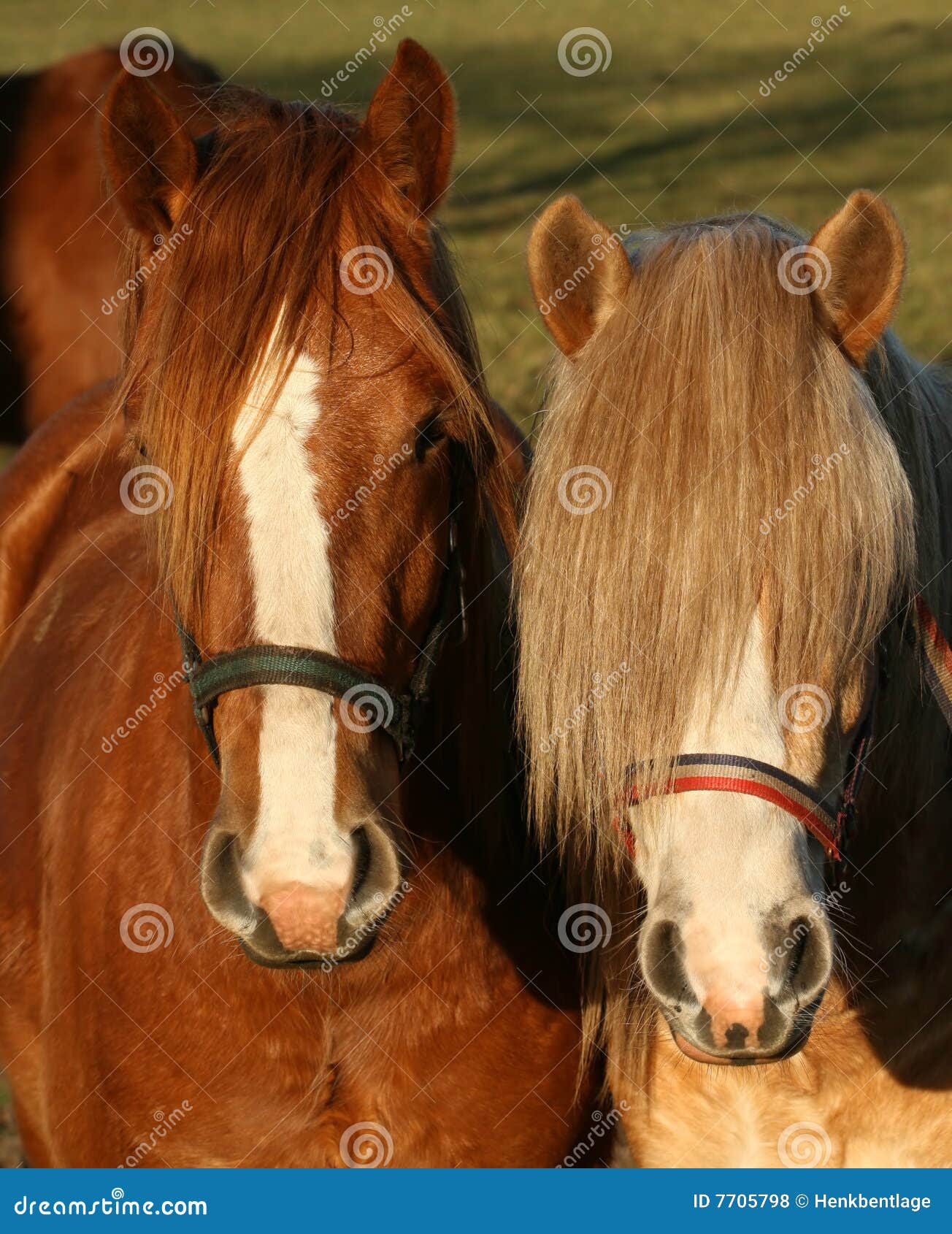 Two horses stock photo. Image of animals, brown, animal - 7705798