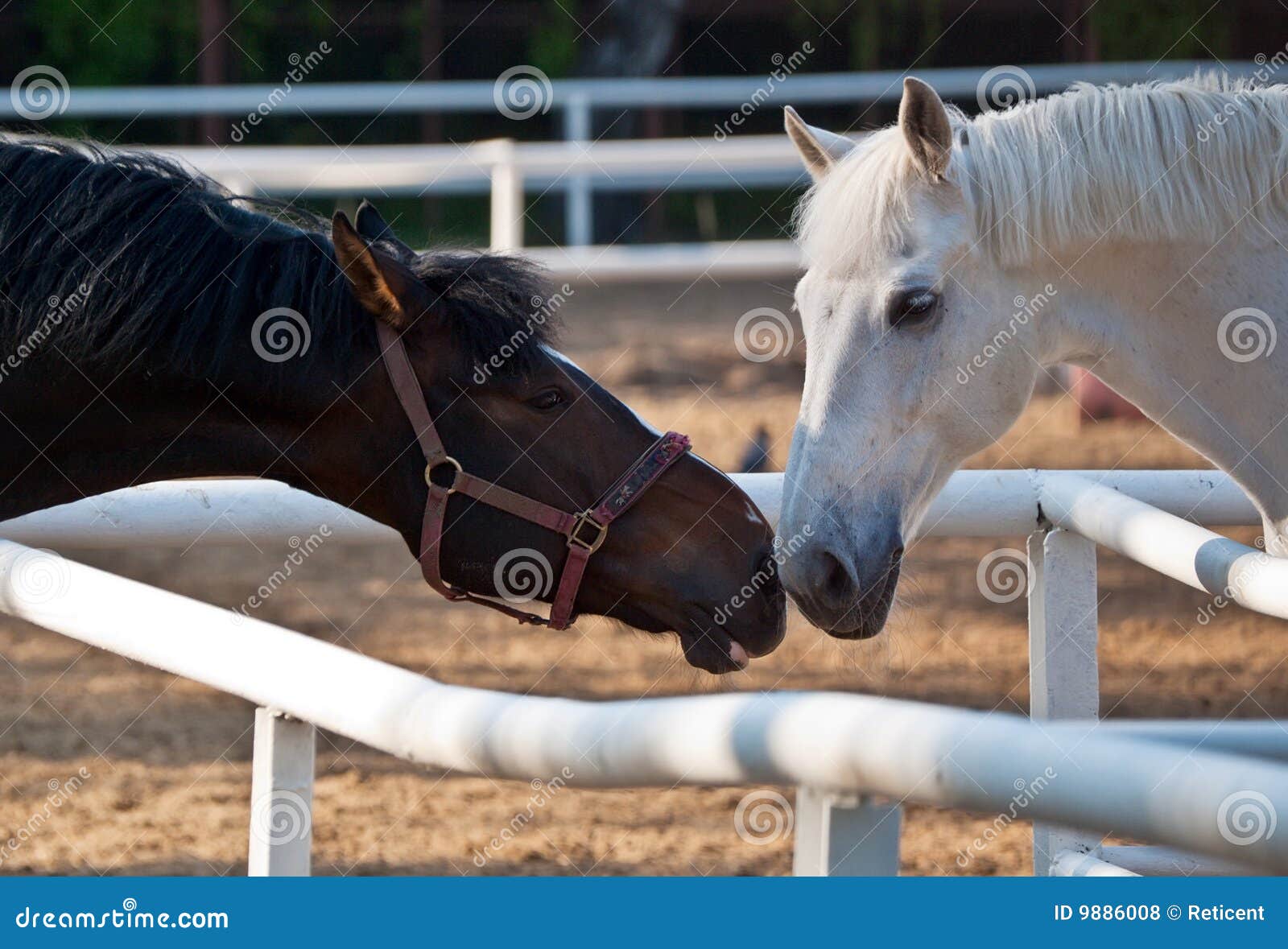 Two horses stock photo. Image of farm, female, male, head - 9886008