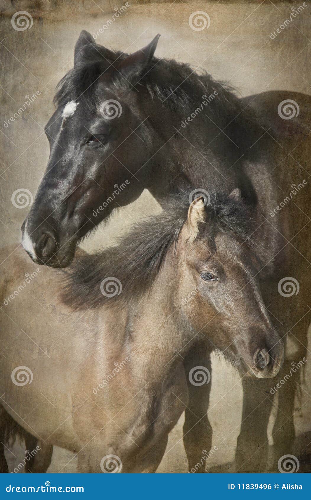 Two Horses stock photo. Image of group, issues, togetherness - 11839496