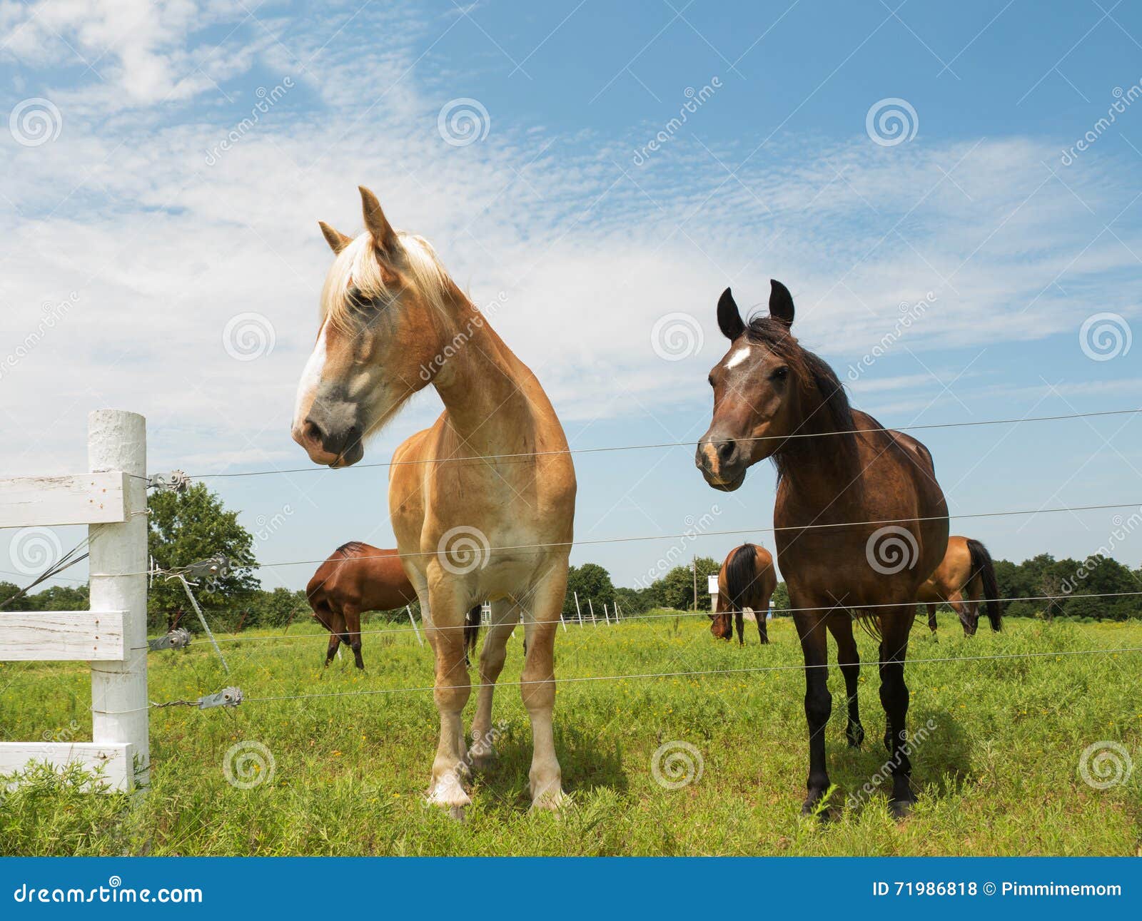 Two horses, big and small stock photo. Image of arabian - 71986818