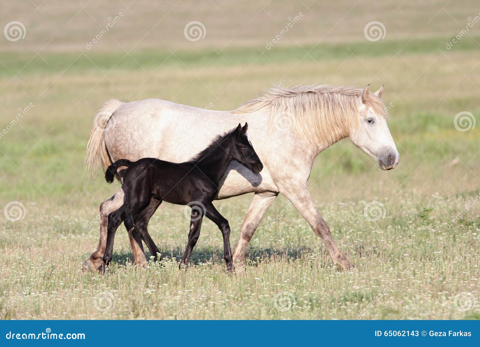 6,053 Black Foal White Foal Stock Photos - Free & Royalty-Free Stock ...