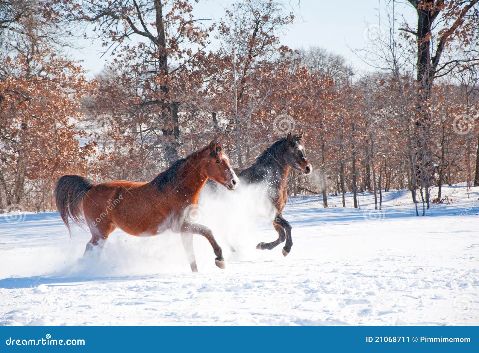 Two Horses Charging in Deep Snow Stock Image - Image of equine, blowing ...