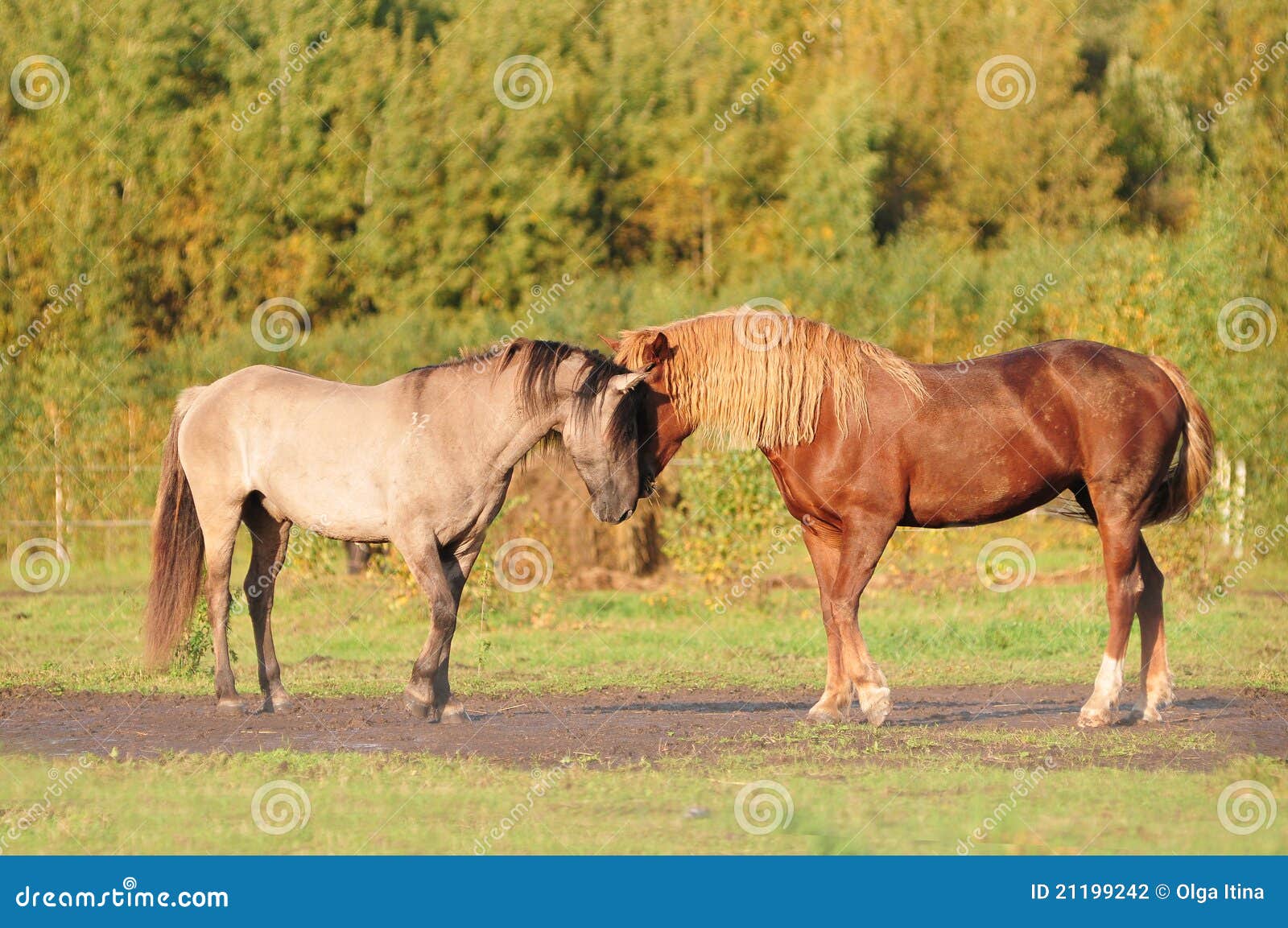 Two horses communicating stock photo. Image of color - 21199242