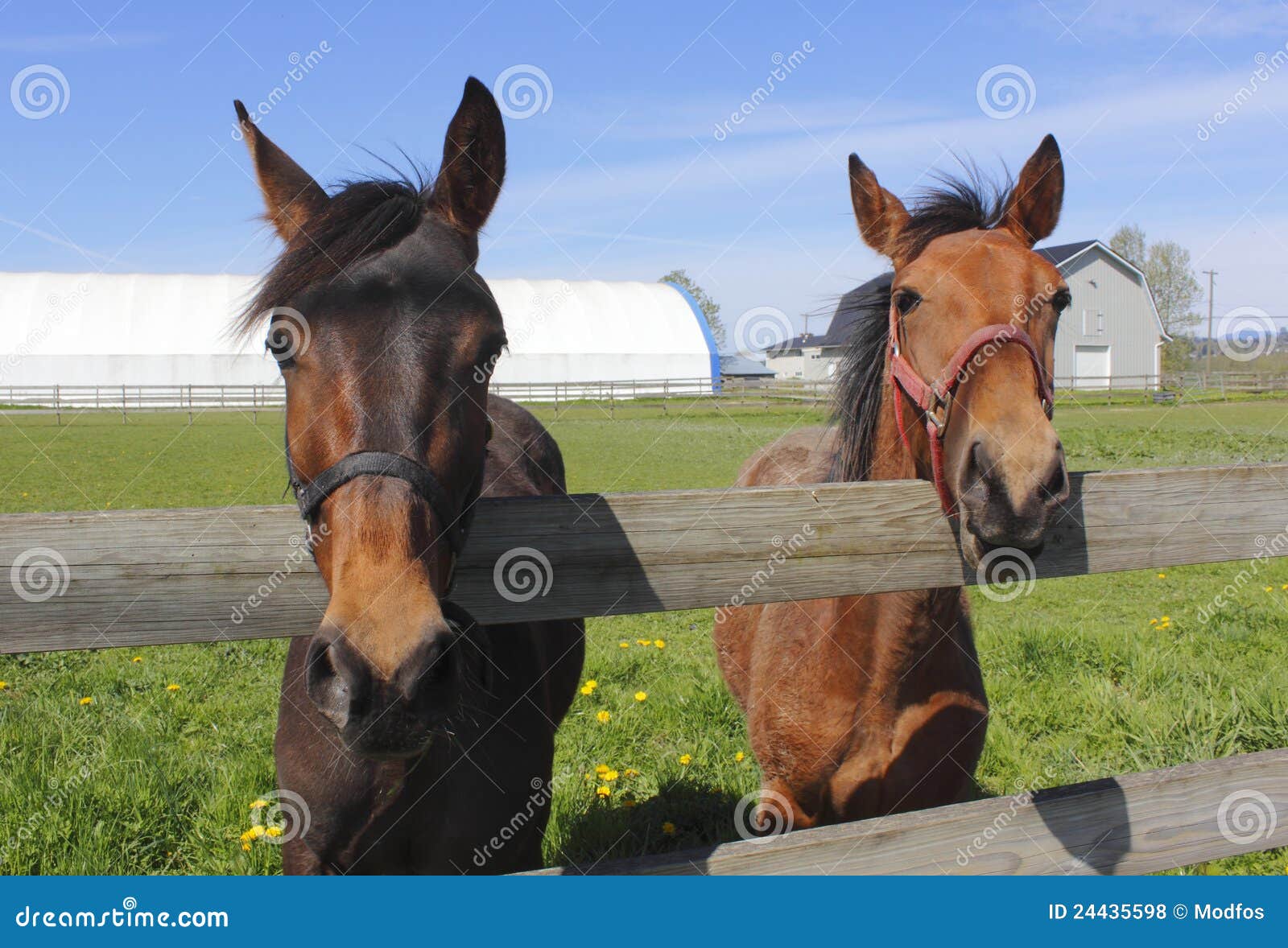 Two Horses in a Corral stock photo. Image of domestic - 24435598